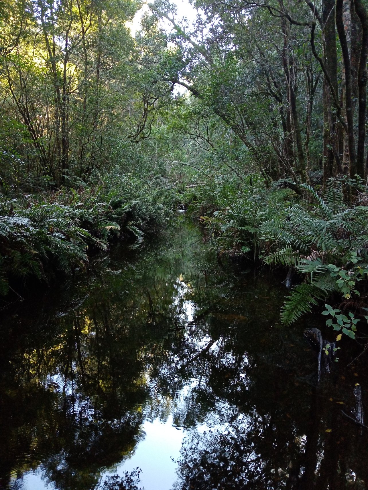 Exploring the natural wonder of the Garden Route